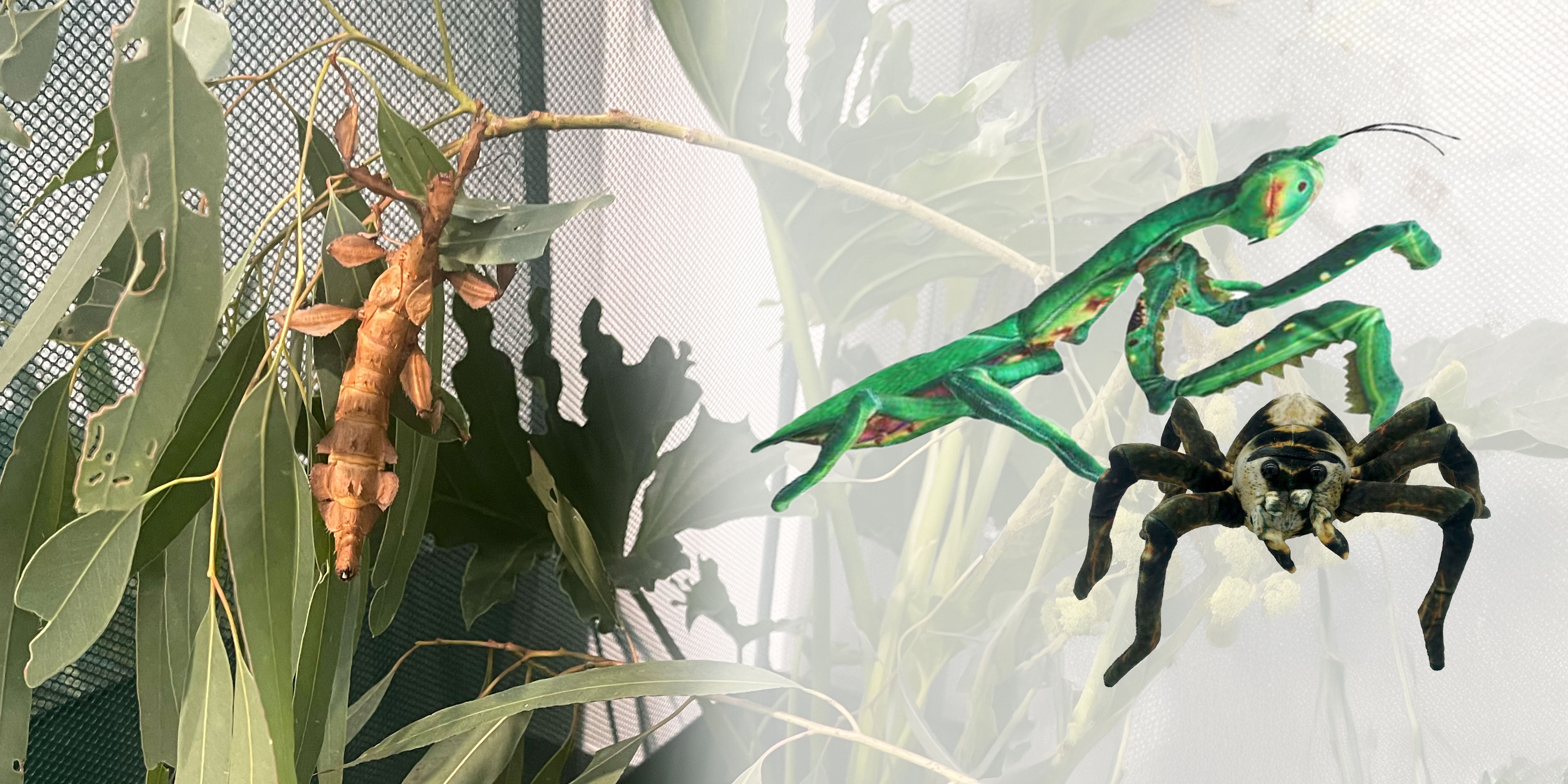 Insect Plushies – Pop-up Chameleon