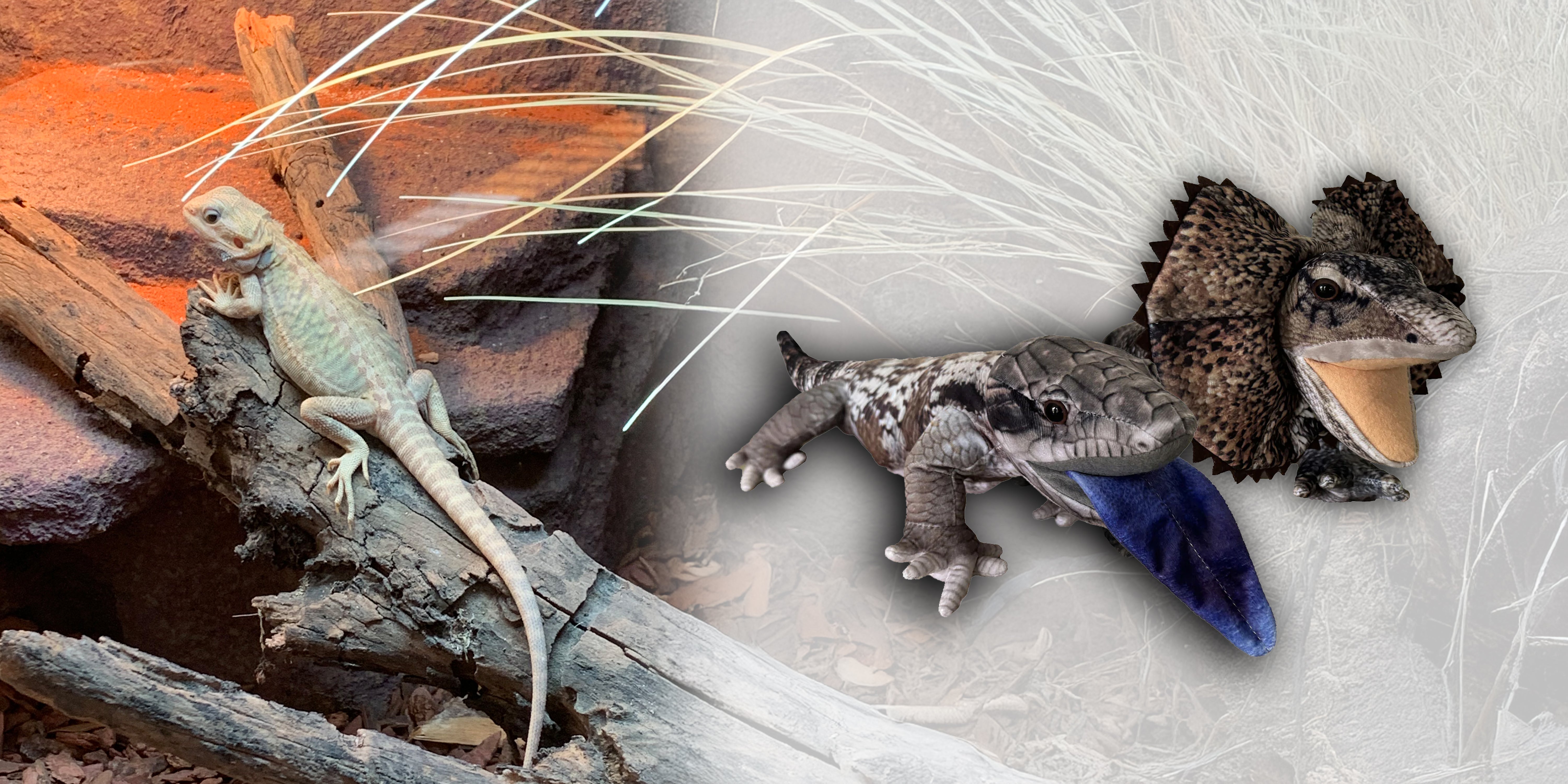 Reptile Plushies – Pop-up Chameleon